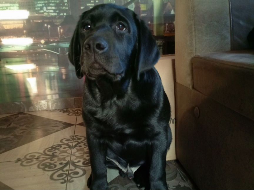 Щенок Лабрадора