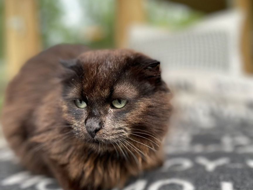 Котята в добрые руки бесплатно коты