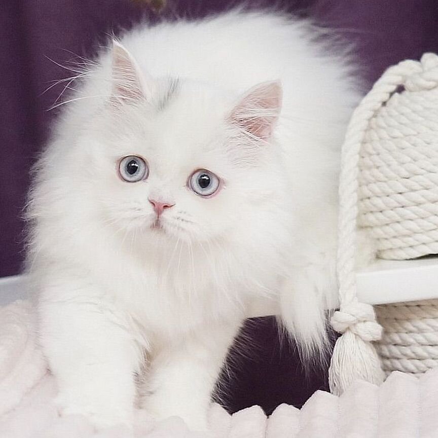 Шотландский котенок, белый голубоглазый