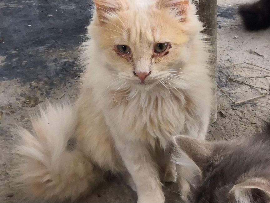 Котята в добрые руки бесплатно мальчик
