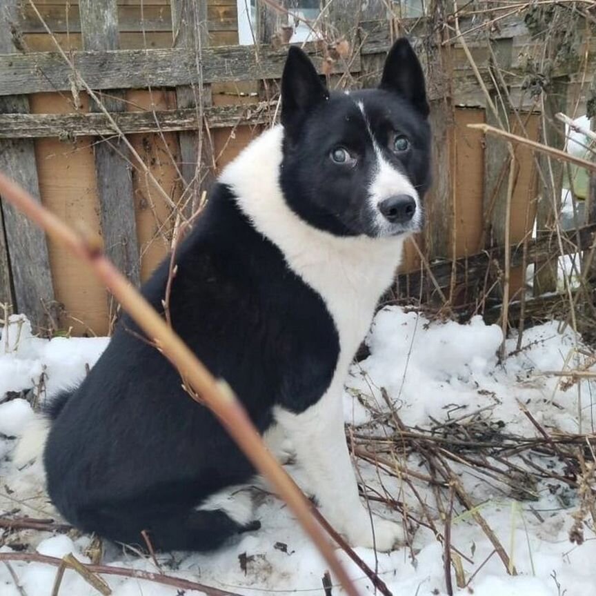 Найден кобель лайки