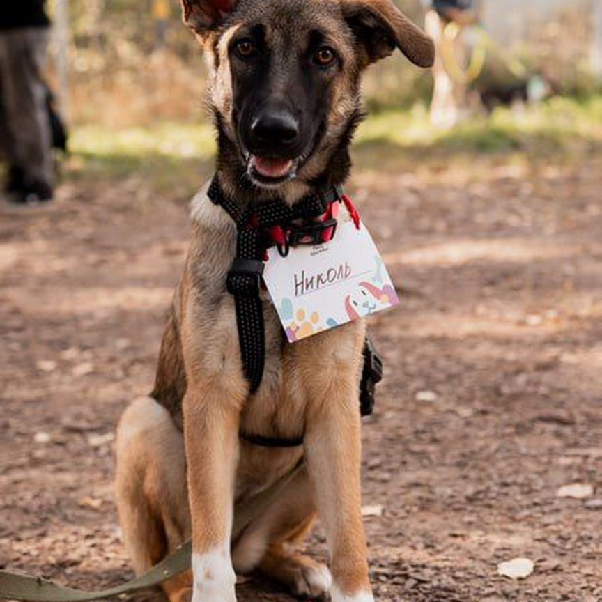 Девочка щенок в квартиру