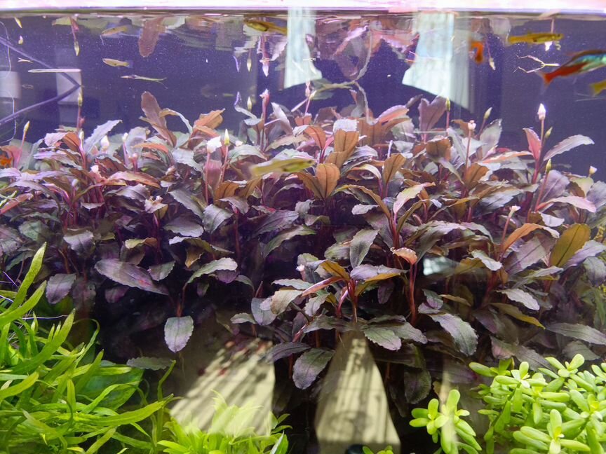 Буцефаландра медный лист