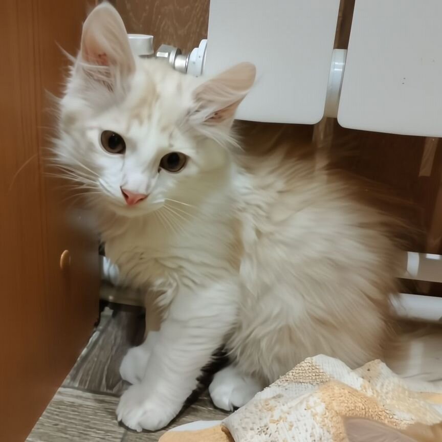 Котёнок в добрые руки