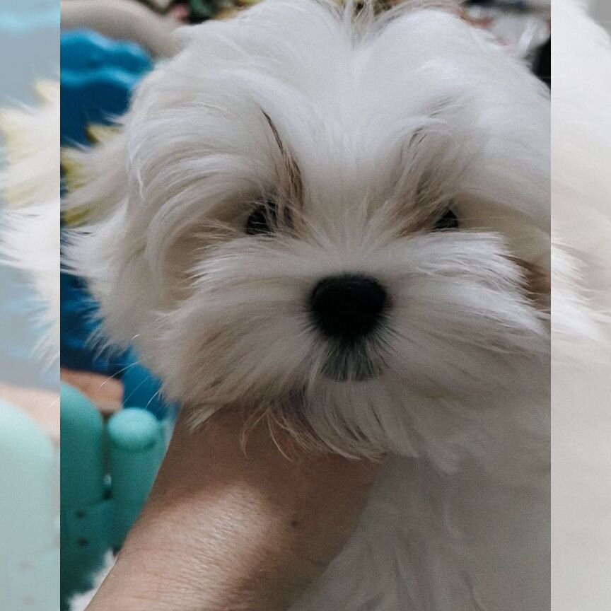 Мальтийская болонка, щенок