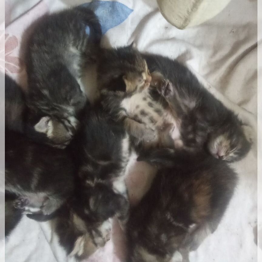 Мейн-кун котёнок