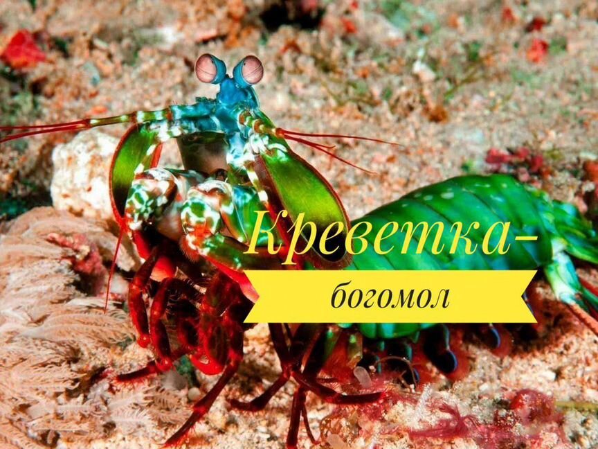 Креветка-богомол, М(морская креветка в наличии)