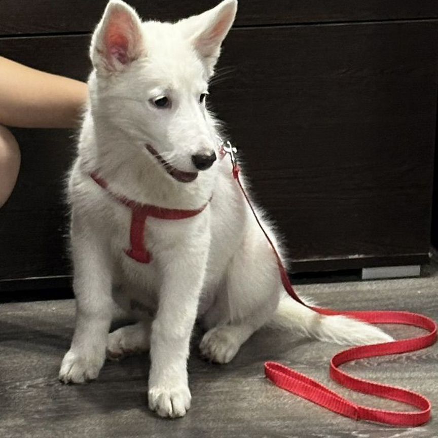 Щенок в добрые руки