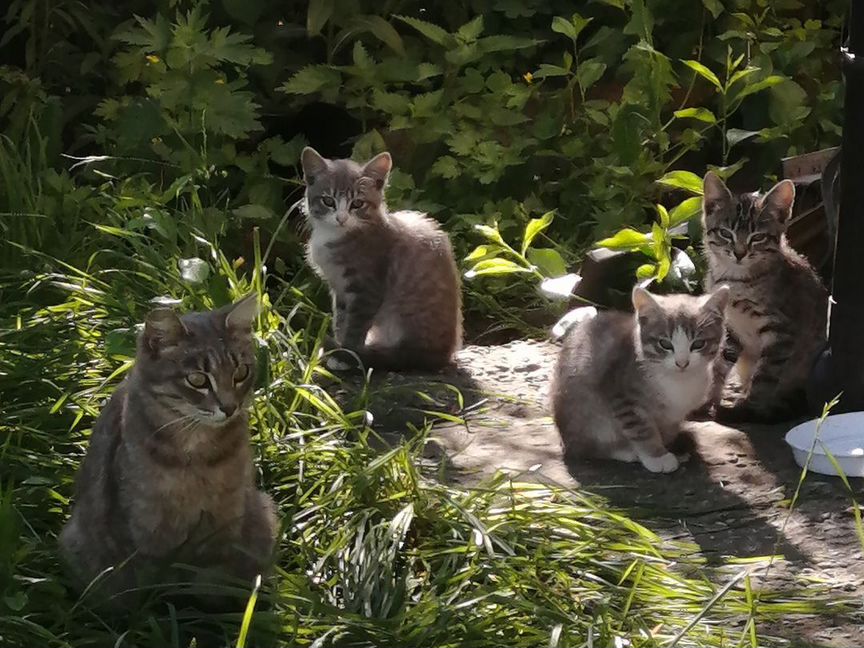 Котята в добрые руки бесплатно