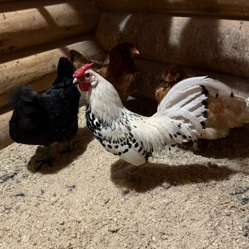 Петушок Гамбургский 10 мес, 2500