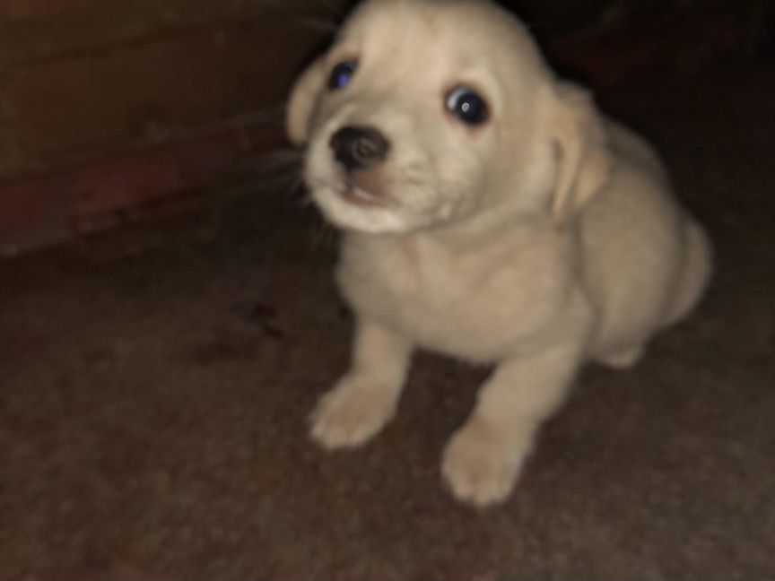 Добрые и ласковые щеночки ищут хозяев