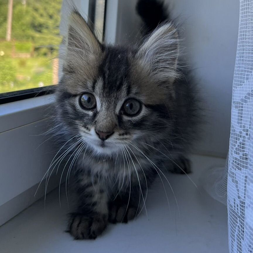 Котенок бесплатно