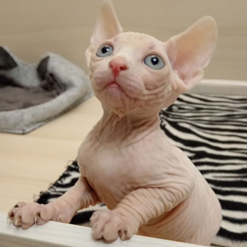 Канадский сфинкс. Котенок