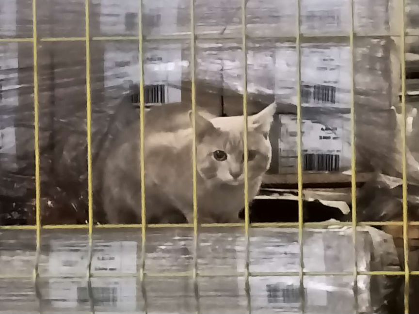 Нужна помощь котятам с предприятия