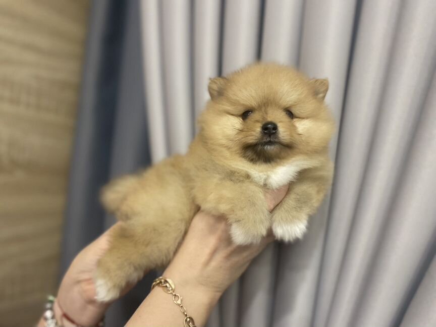 Щенки померанского шпица