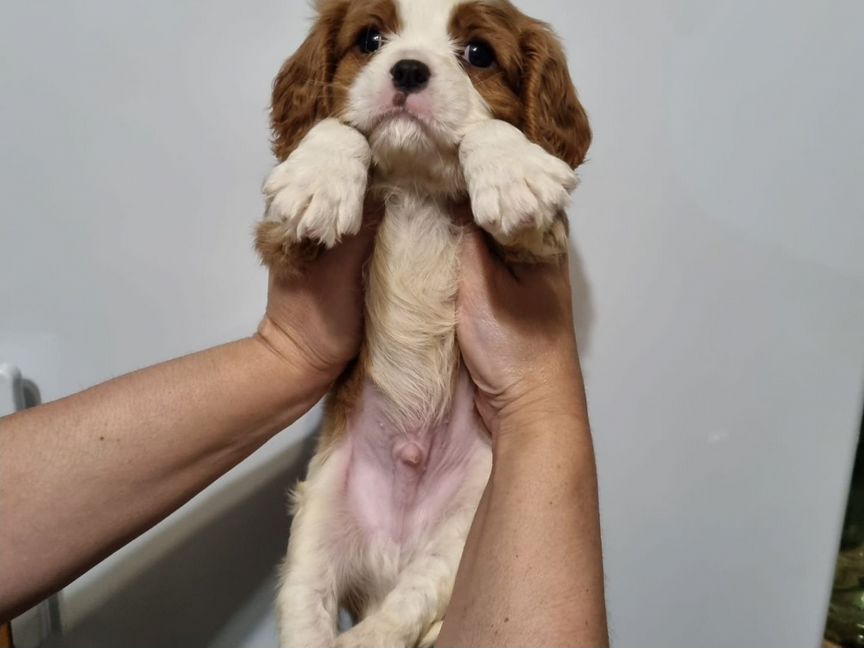 Кавалер кинг Чарльз спаниель