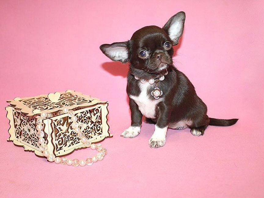 Шоколадная малышка