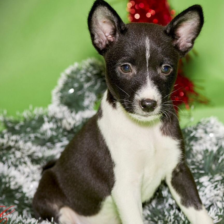 Басенджи, щенок