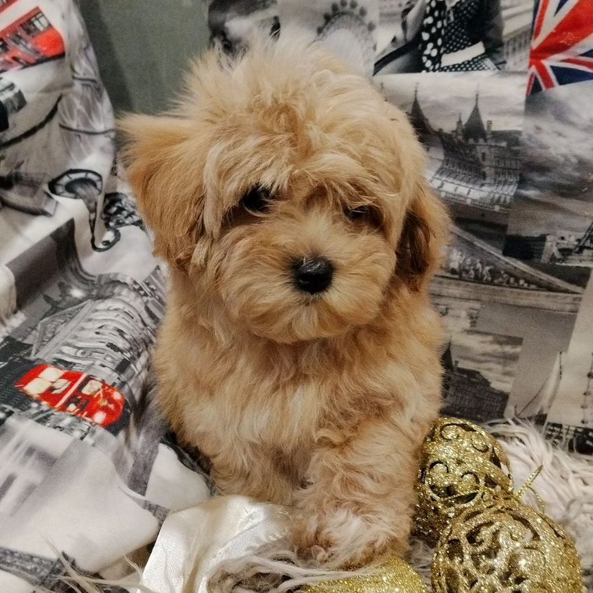 Мальтипу, щенок