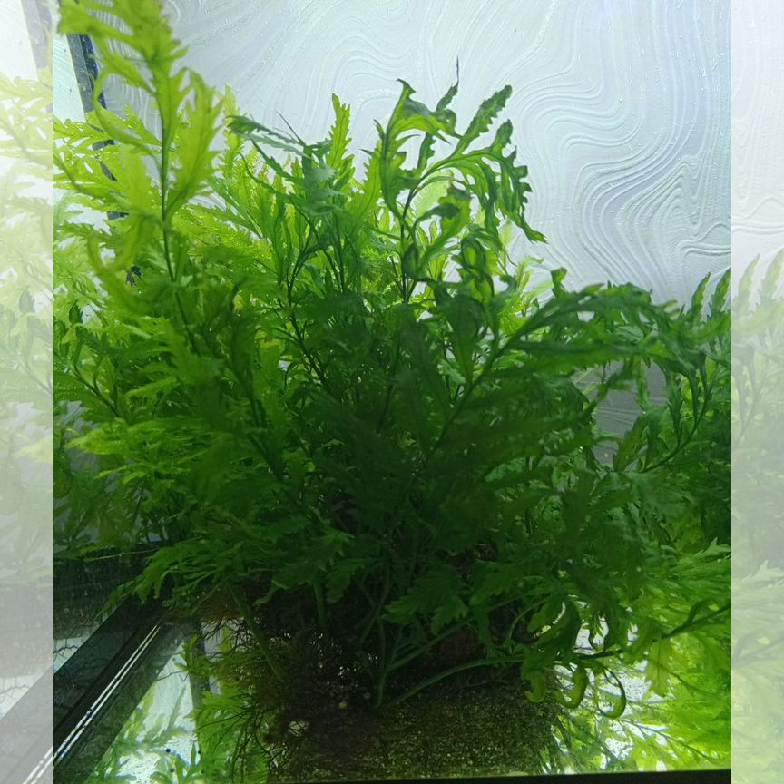 Шикарный куст болбитеса, на лаве