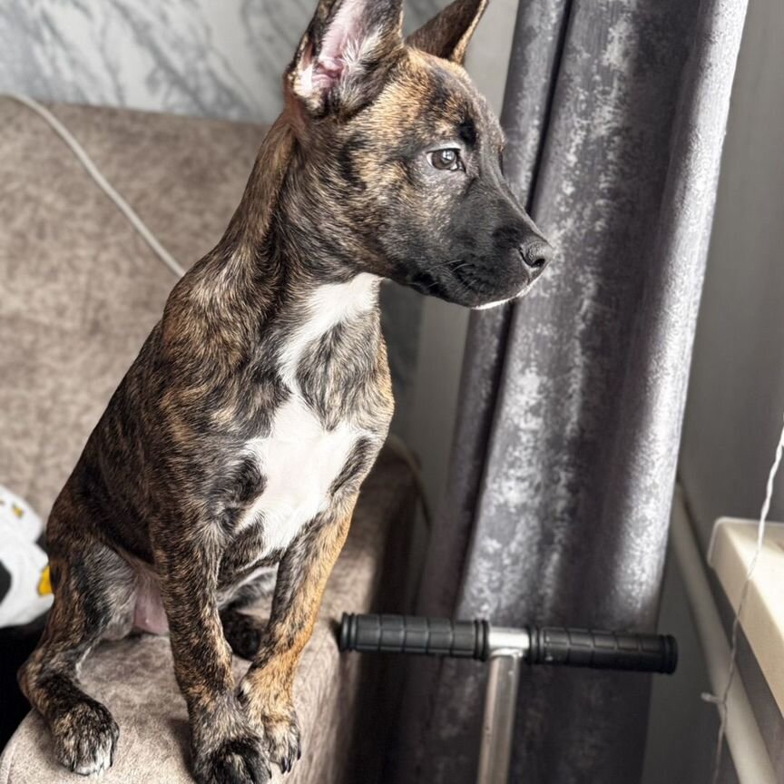 Французский бульдог помесь