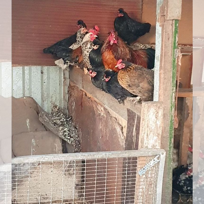 Курочки бентамки