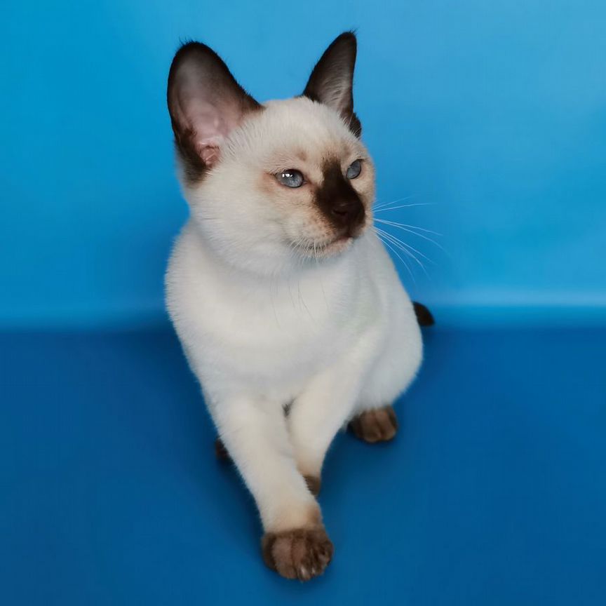 Тайские котята