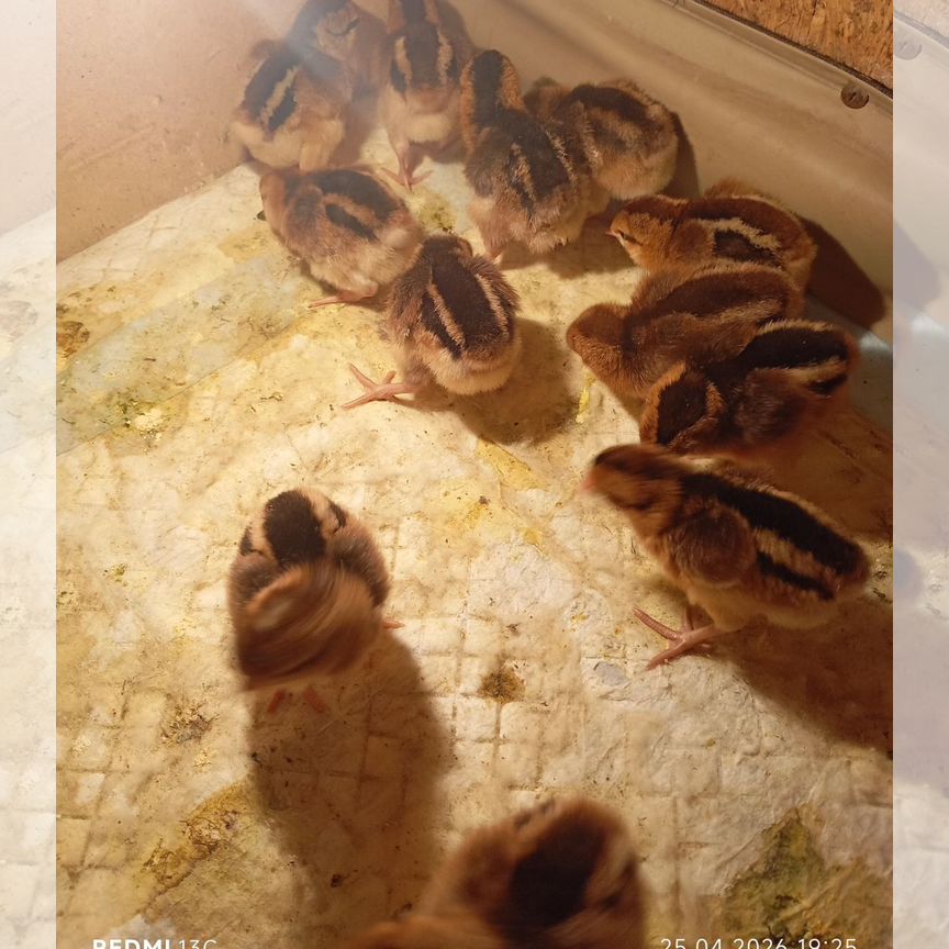 Цыплята суточные доминант