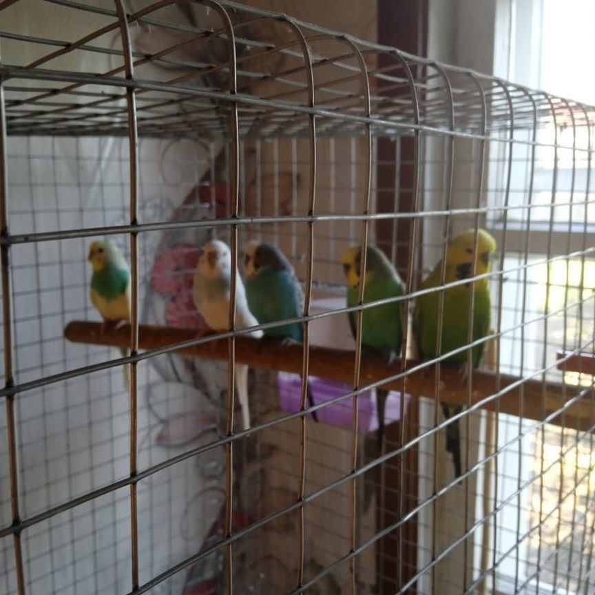 Волнистый попугай с клеткой