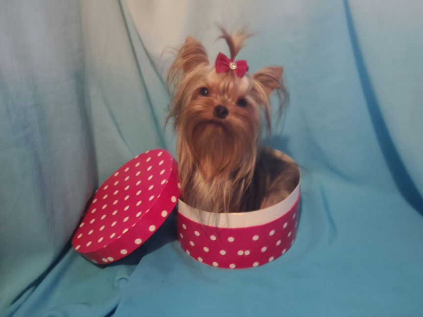 Кукольная малышка Вася йоркширский терьер