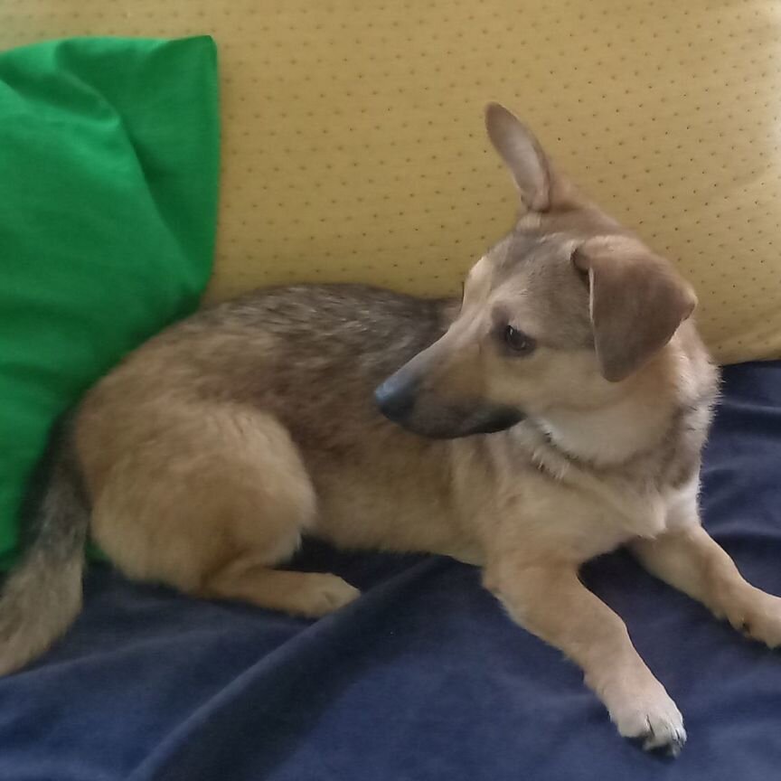 Маленькая собака в добрые руки бесплатно