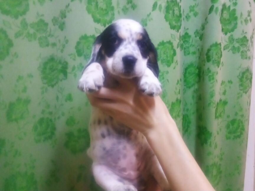 Щенок