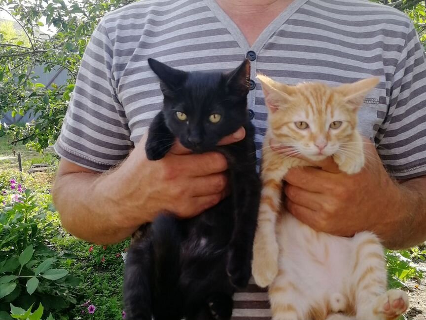 Котята крысоловы