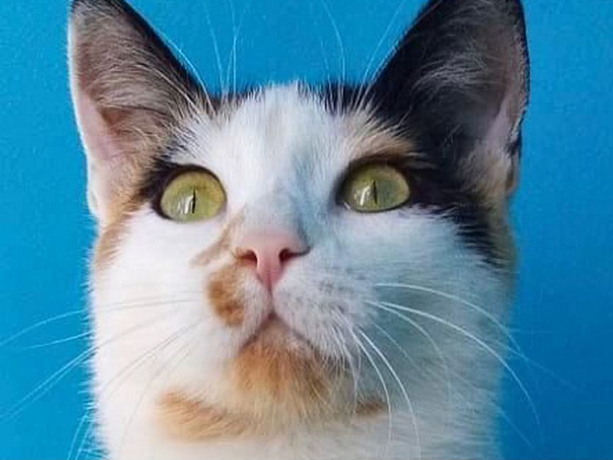 Кошки в добрые руки бесплатно