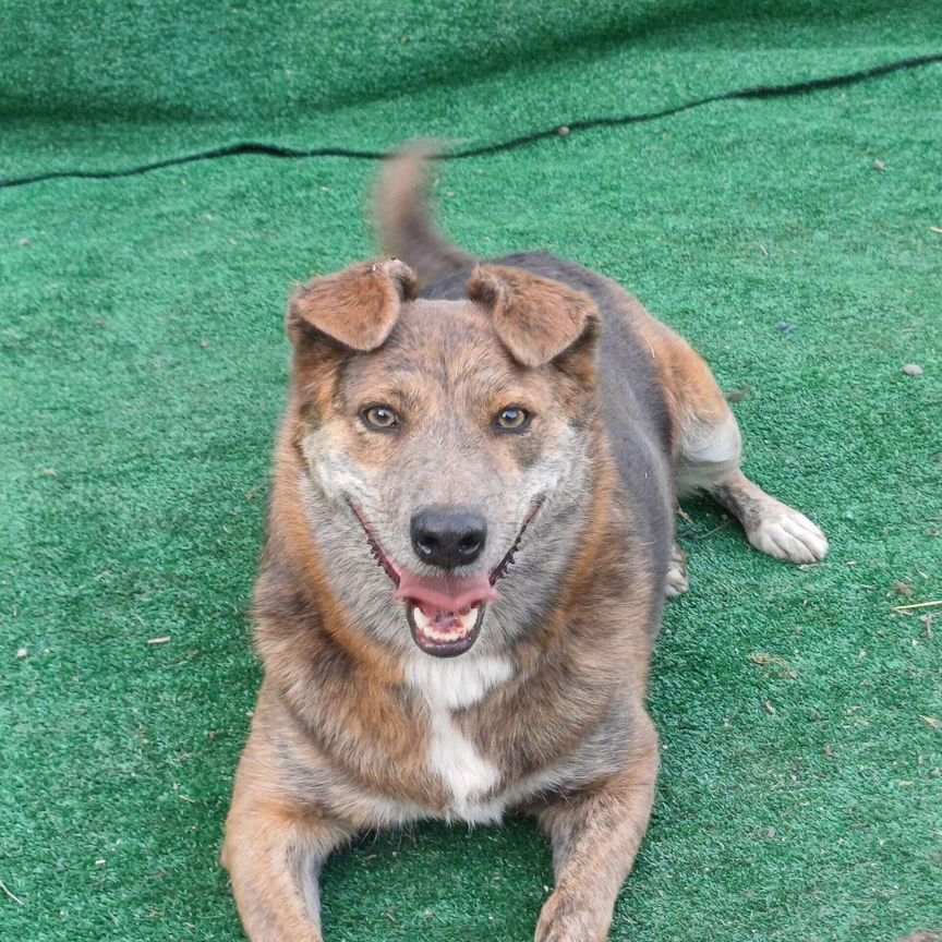 Счастье ищет дом