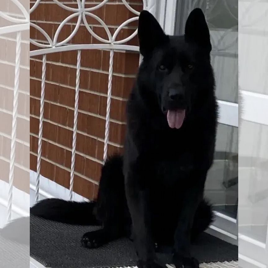 Немецкая овчарка, щенок