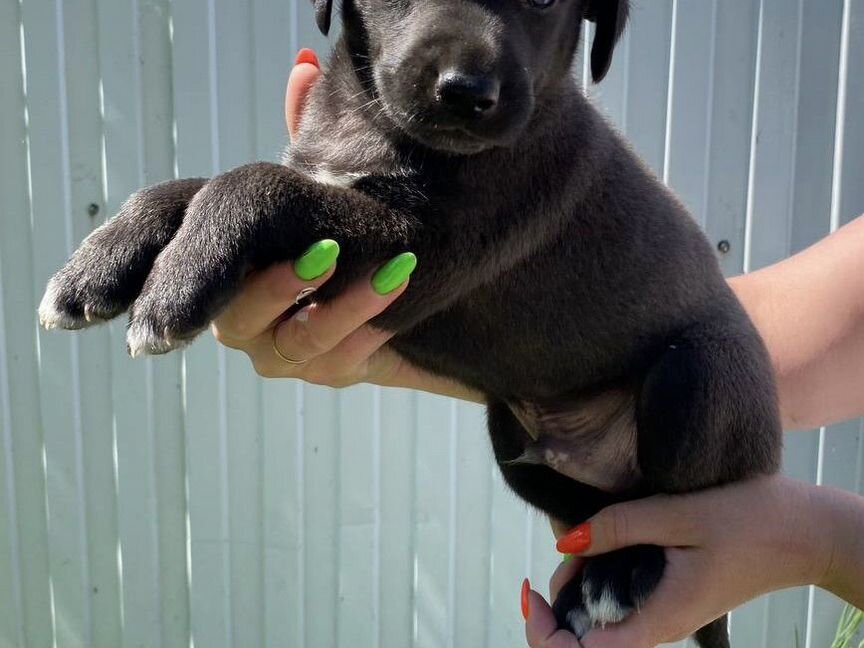 Собака в добрые руки