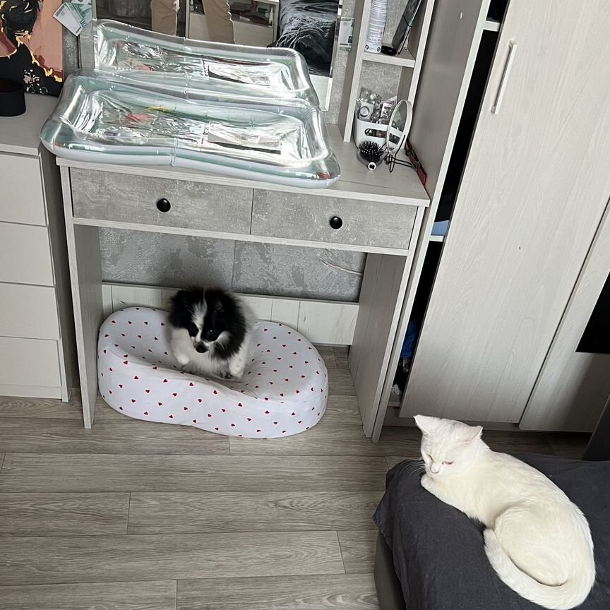 Померанский шпиц, щенок