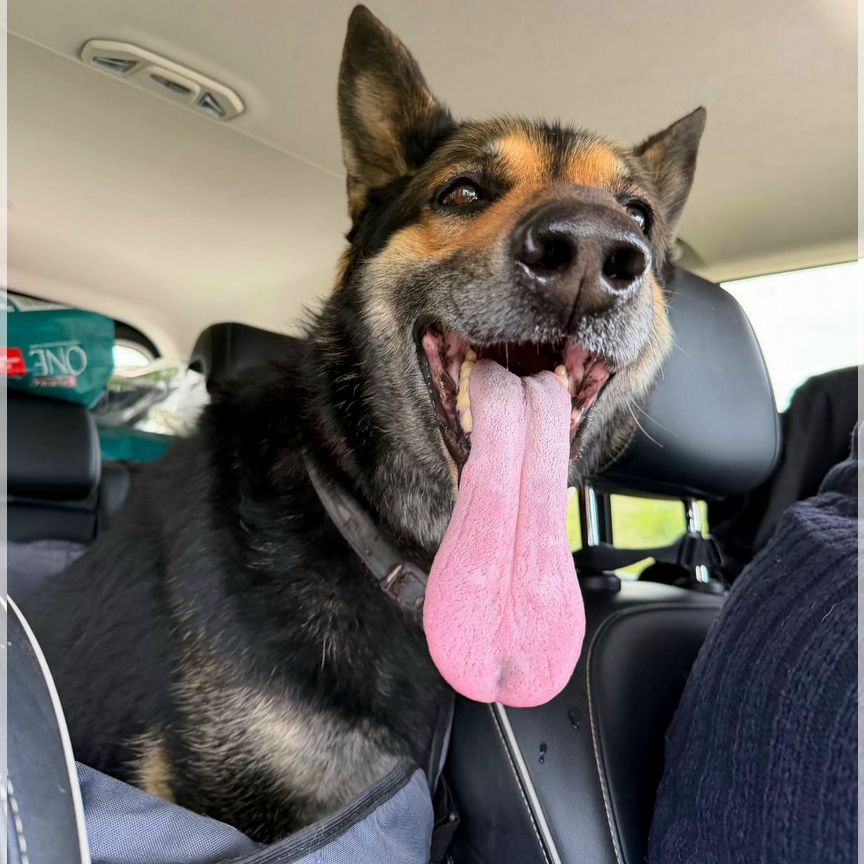 Немецкая овчарка, взрослый пёс