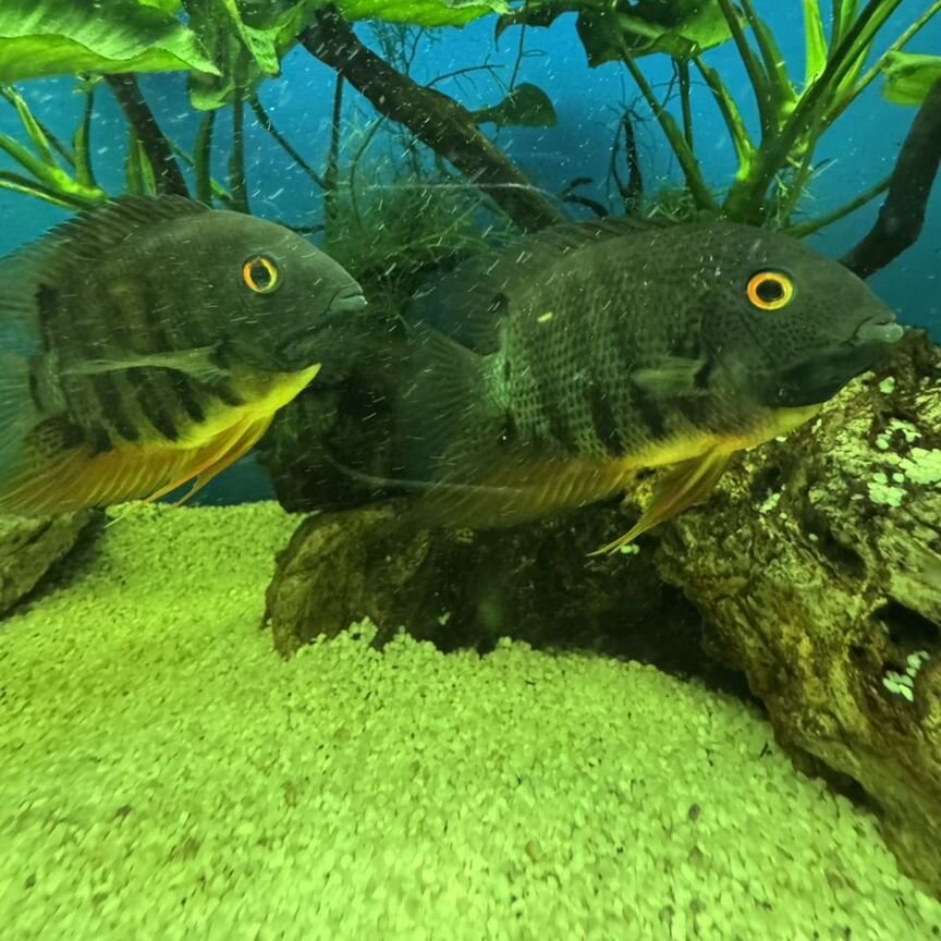 Цихлазома северум