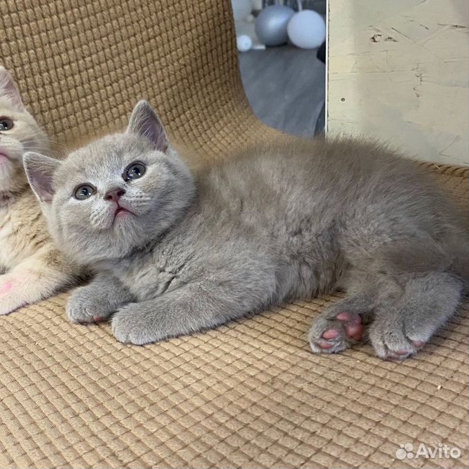 Шотладский котёнок, плюшевый лиловый