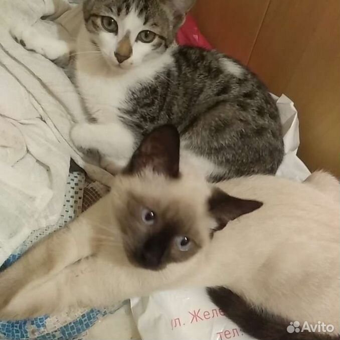 Котята в свободные руки