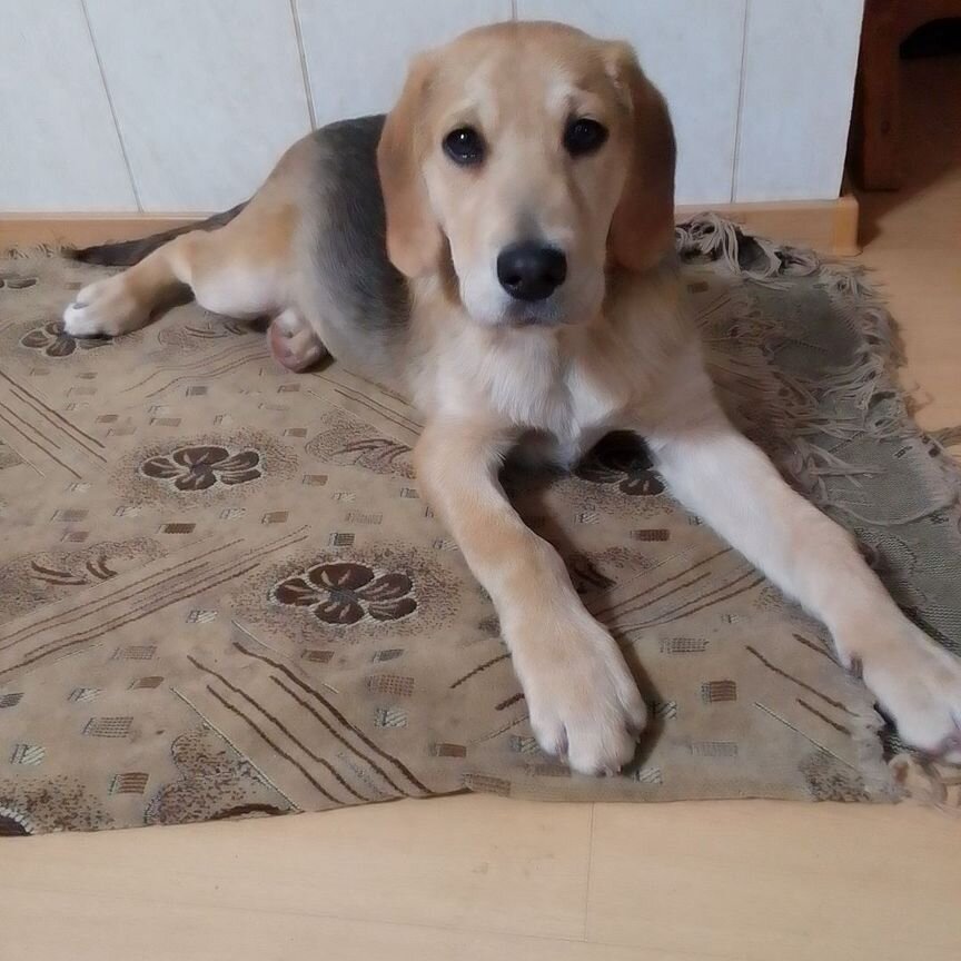 Щенок русская гончая