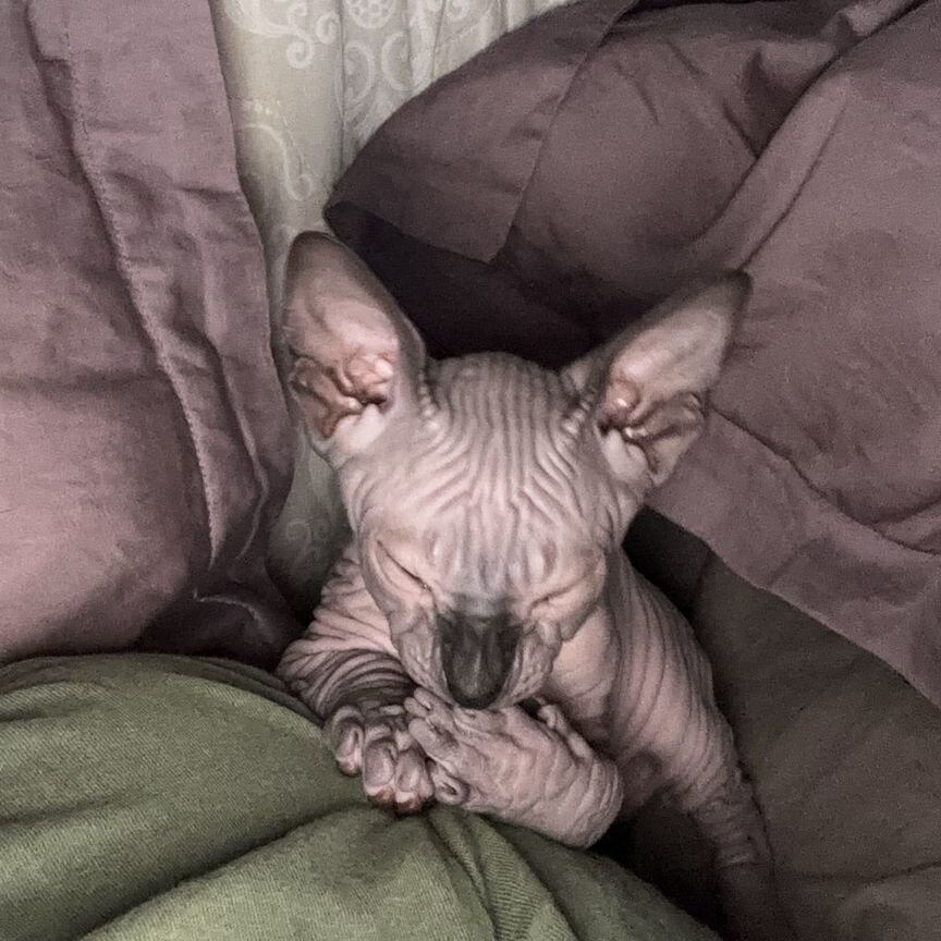 Донской сфинкс котёнок