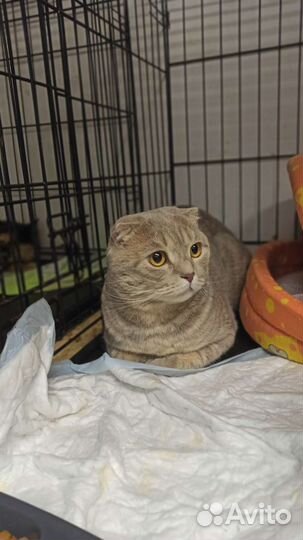 Шотландский вислоухий кот