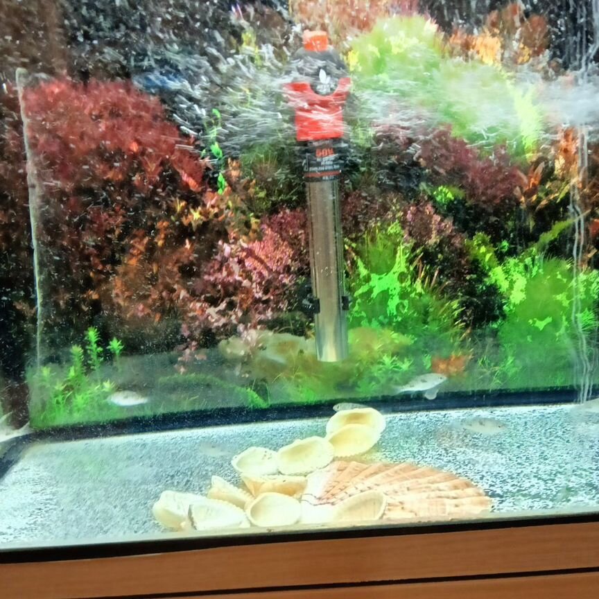 Малек голубого дельфина