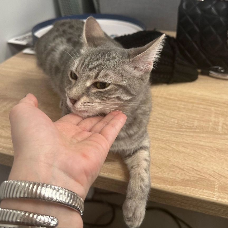 Котенок 5 месяцев ласковая