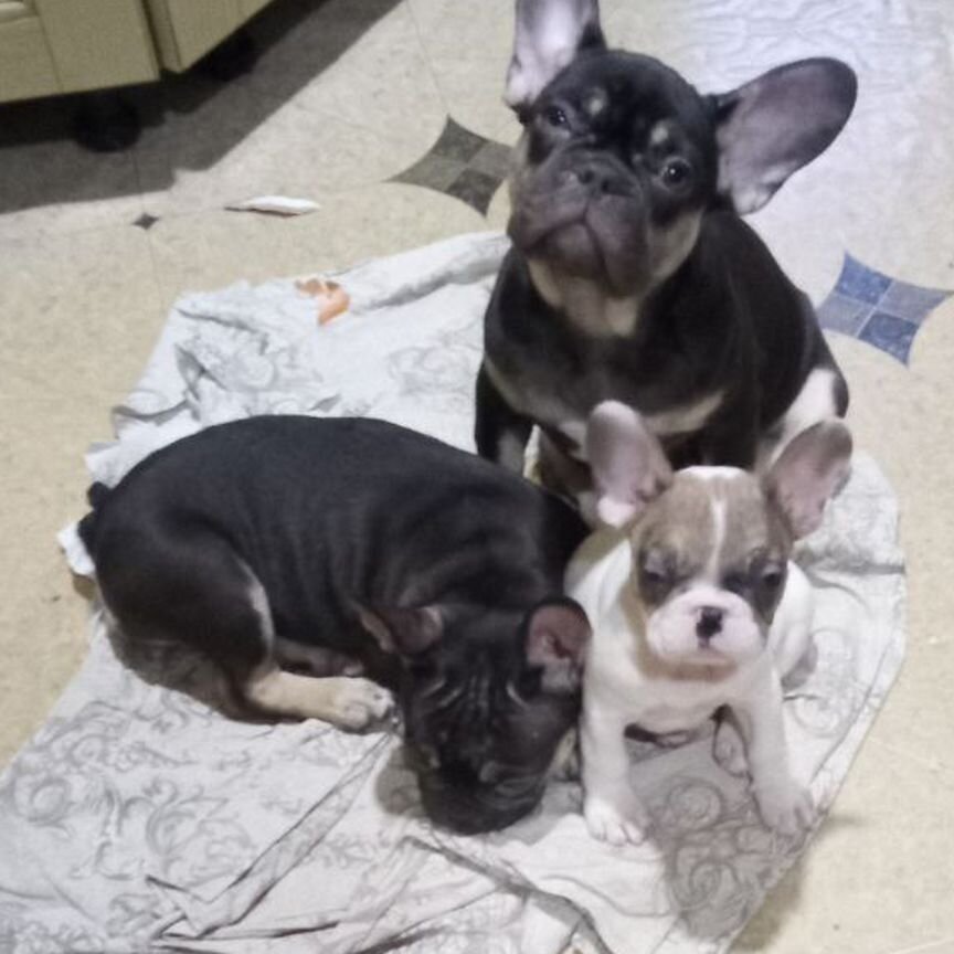 Французский бульдог, щенок