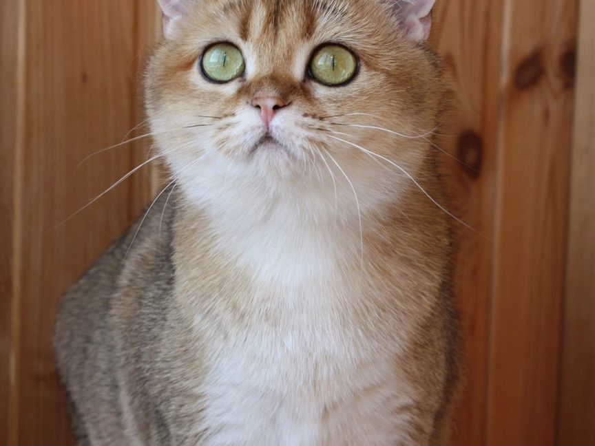 Ждем котят от этой пары