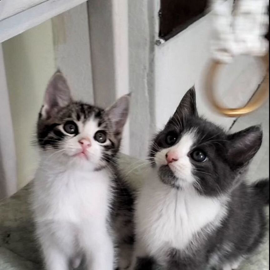 Котята в добрые руки приучены к лотку